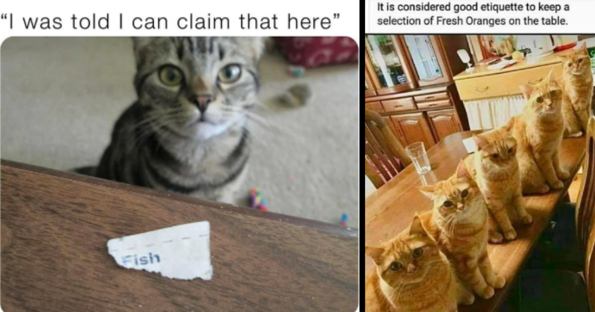 27 Funny Furry Feline Memes Fueling A Day Full Of Fantastic Friendly ...