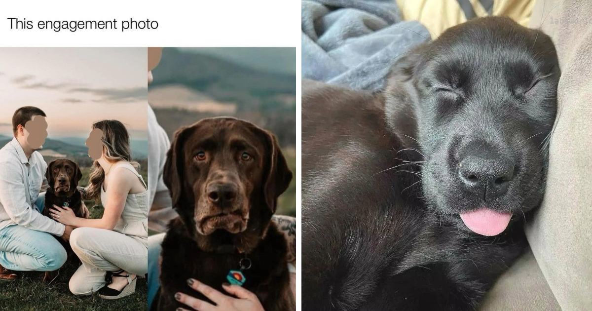 Delightfully Derpy Labrador Dog Posts to Fill Friday With Fluffy Feel ...