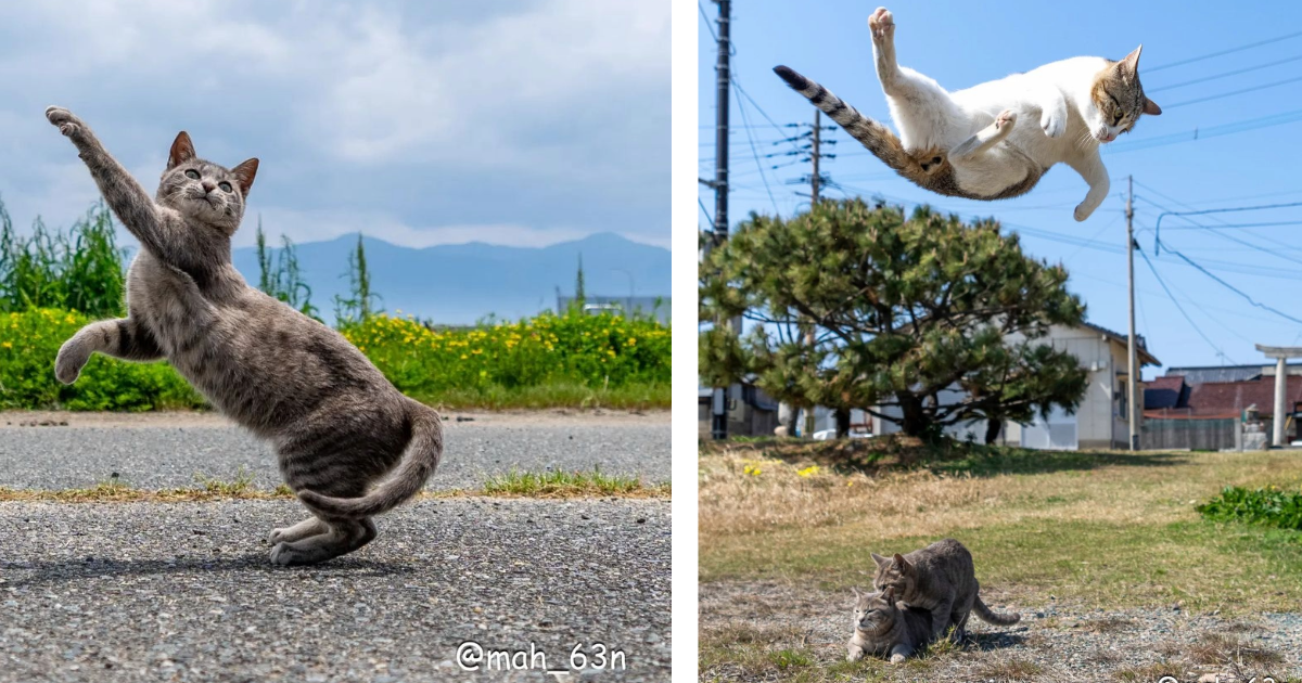 25 Awwdorable Action Shots Of Cool Cats To Make You Cackle Like A Crazy ...