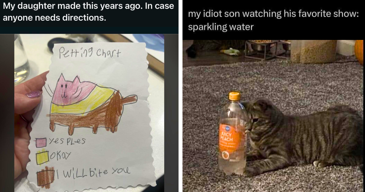 25 Ferocious Feline Funnies For Hoomans Engaging in Hairball Hijinks ...