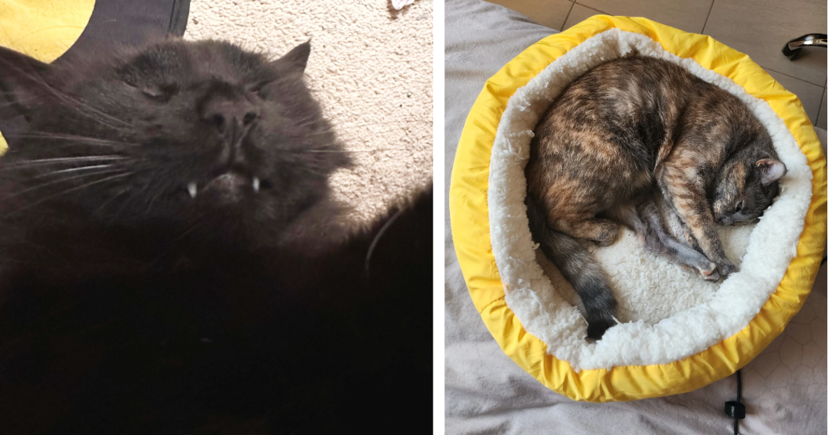 21 Sweet Sleepy Cat Pictures To Melt Your Heart For Feline Fur Baby ...