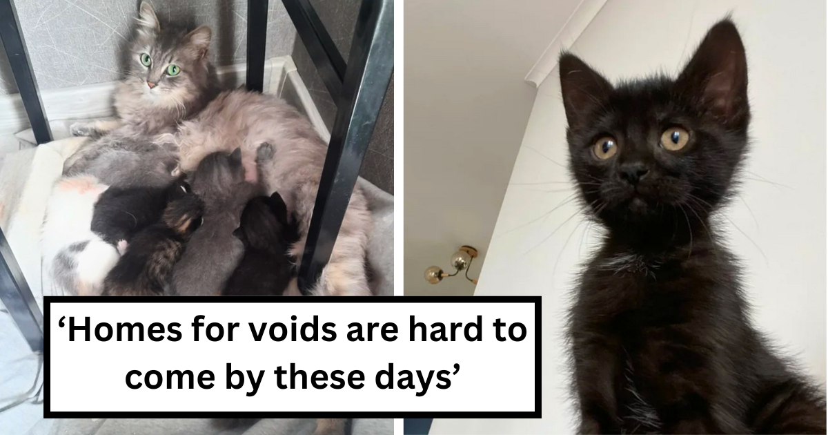 'She is the luckiest void alive': Brave Black Kitten Couldn't Find A ...
