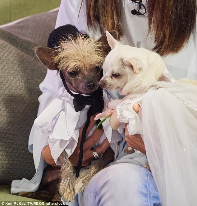 Millionaire Couple Spend £4,000 On Lavish Wedding... For Their Dogs ...