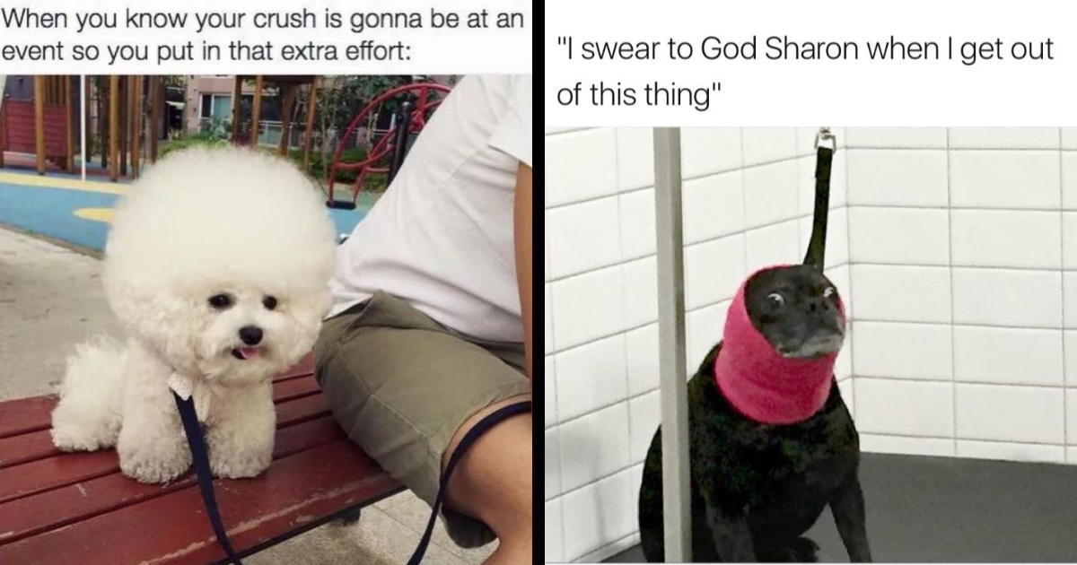 26 Waggingly Wonderful Dog Memes to Woof Through Your Weekend Warm Up ...