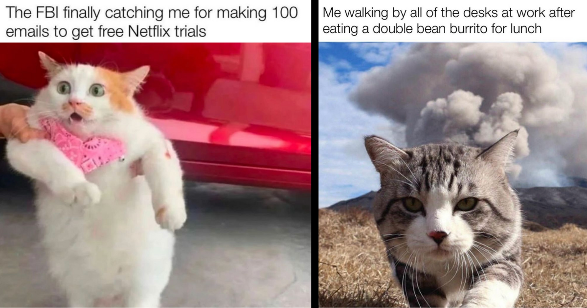 25 Purrfectly Pawesome Cat Memes to Furrget Your Weekend Woes With ...