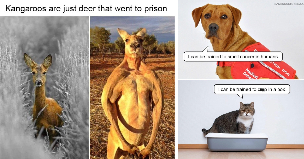 20 Hilarious Animal Memes To Fuel Your Afterwork Antics With Your ...