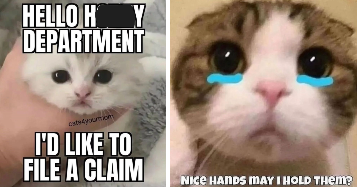 20 Spicy Smooth Cat Memes To Give You Some Silly Feline Flavored ...