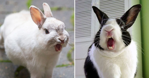 Conejo Bostezando Adorable Y Esponjosa Conejita Blanca Y Gris