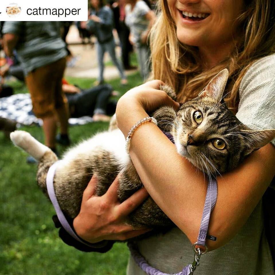 Join The New cat Trend “First Caturday” - I Can Has Cheezburger?