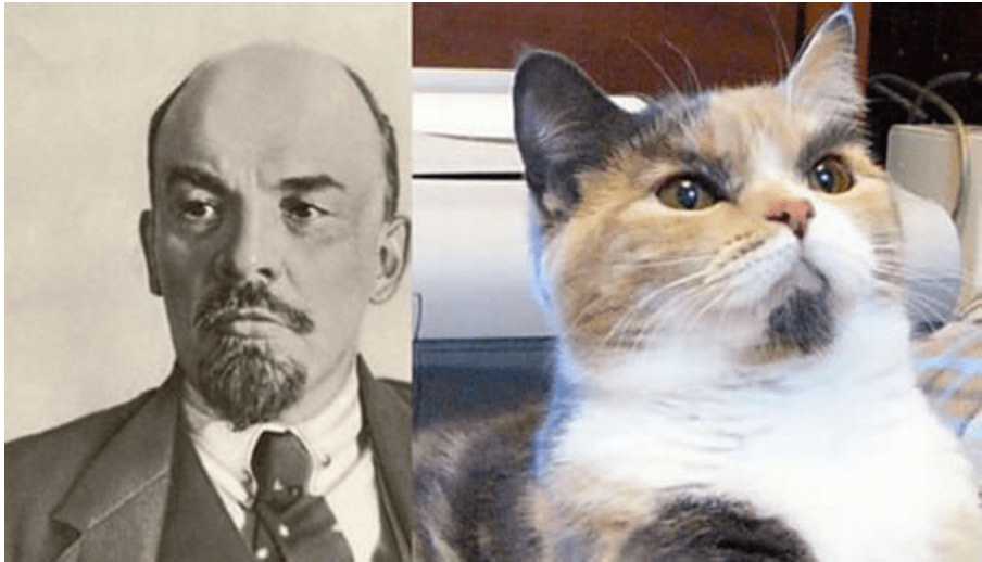 These Cats Looks Like Notorious Dictators And It's Pretty Funny - I Can ...