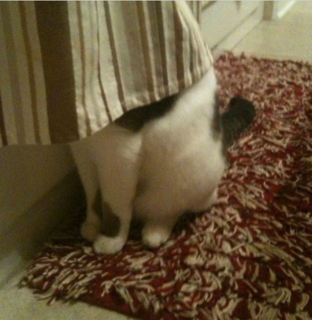 Cats That Think They Are The Masters At Hiding - I Can Has Cheezburger?