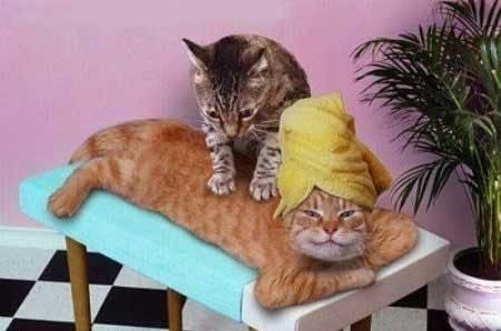 Cats Give The Best Massages (10 Gifs and Photos) - I Can Has Cheezburger?