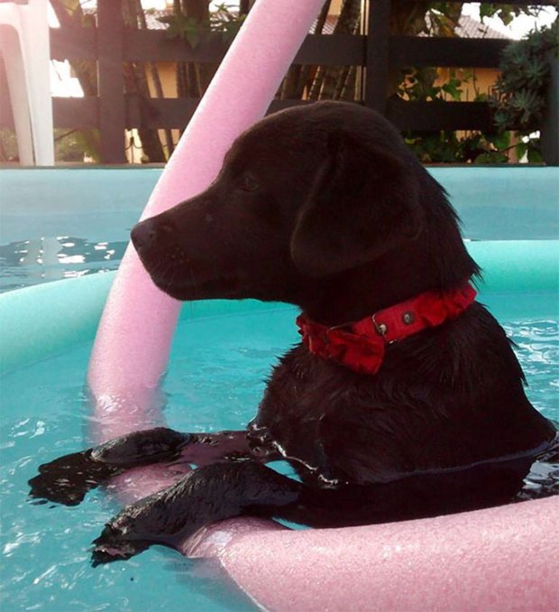 Humble Dog Gives Back To Dogs Still On The Streets - I Can Has Cheezburger?