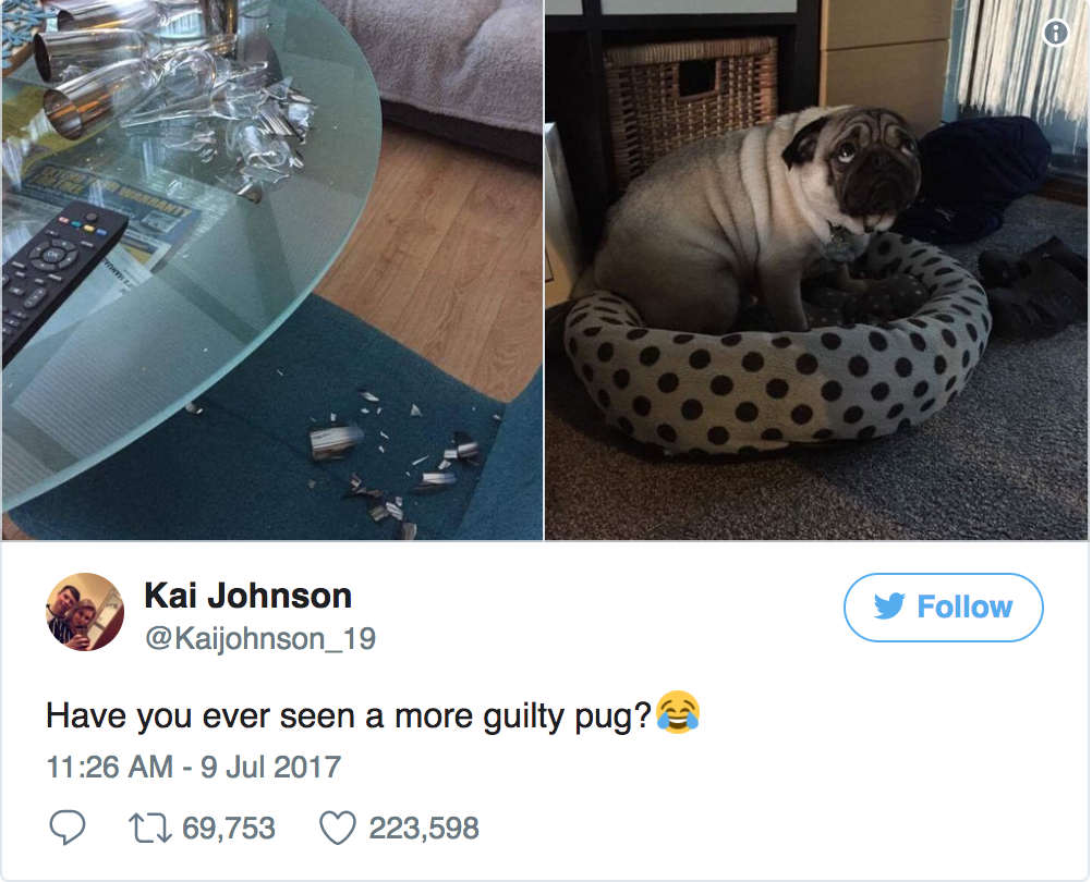 Guilty Pug Becomes A Hit On Twitter - I Can Has Cheezburger?