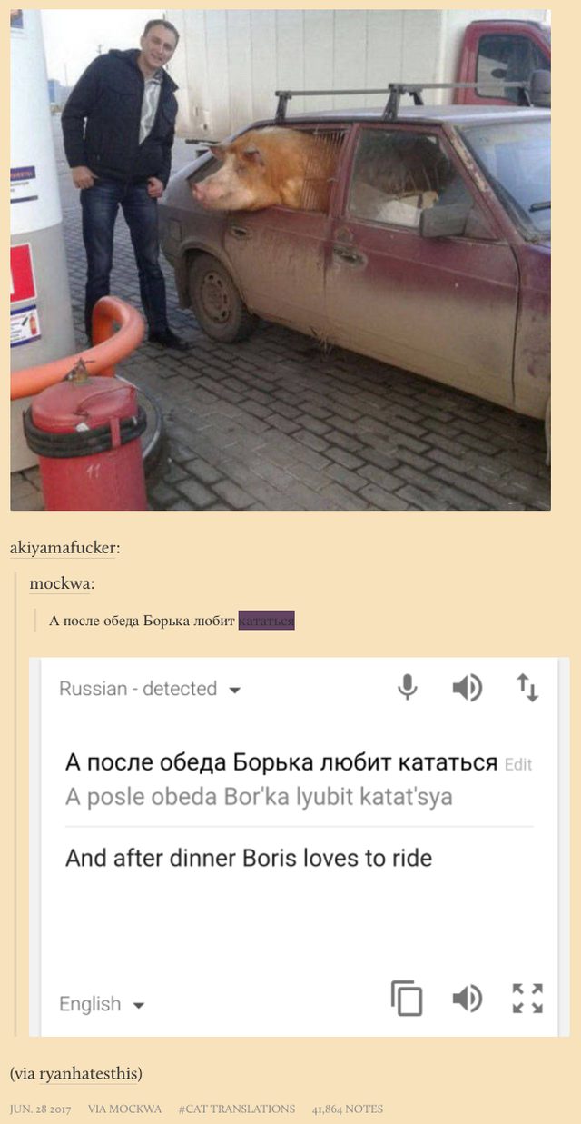 The new Lost in Translation Cat Memes From Russia is a Must See - I Can ...