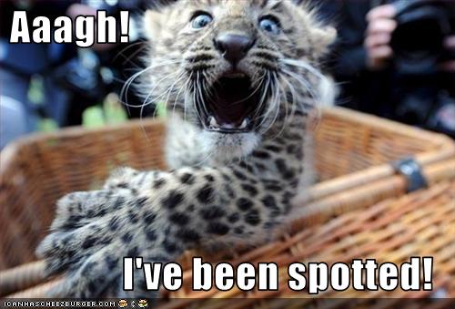 Aaagh! I've been spotted! - Cheezburger - Funny Memes | Funny Pictures