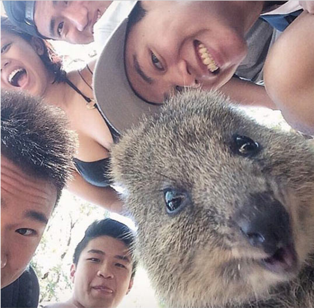 These Quokka's Are Selfie Experts... And They Are So Adorable! - I Can ...