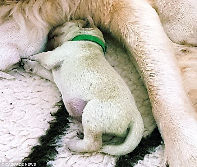 Golden Retriever Gives Birth To Green Puppy... Meet Forest! - I Can Has ...