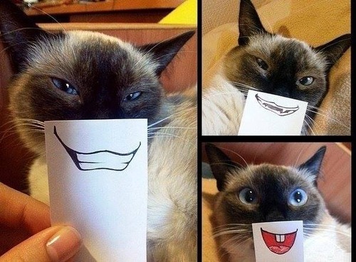 Cats With Paper Smiles Are The Cutest Thing! - I Can Has Cheezburger?