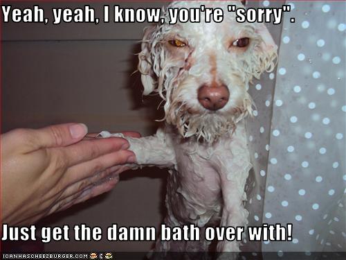 I Can Has Cheezburger?