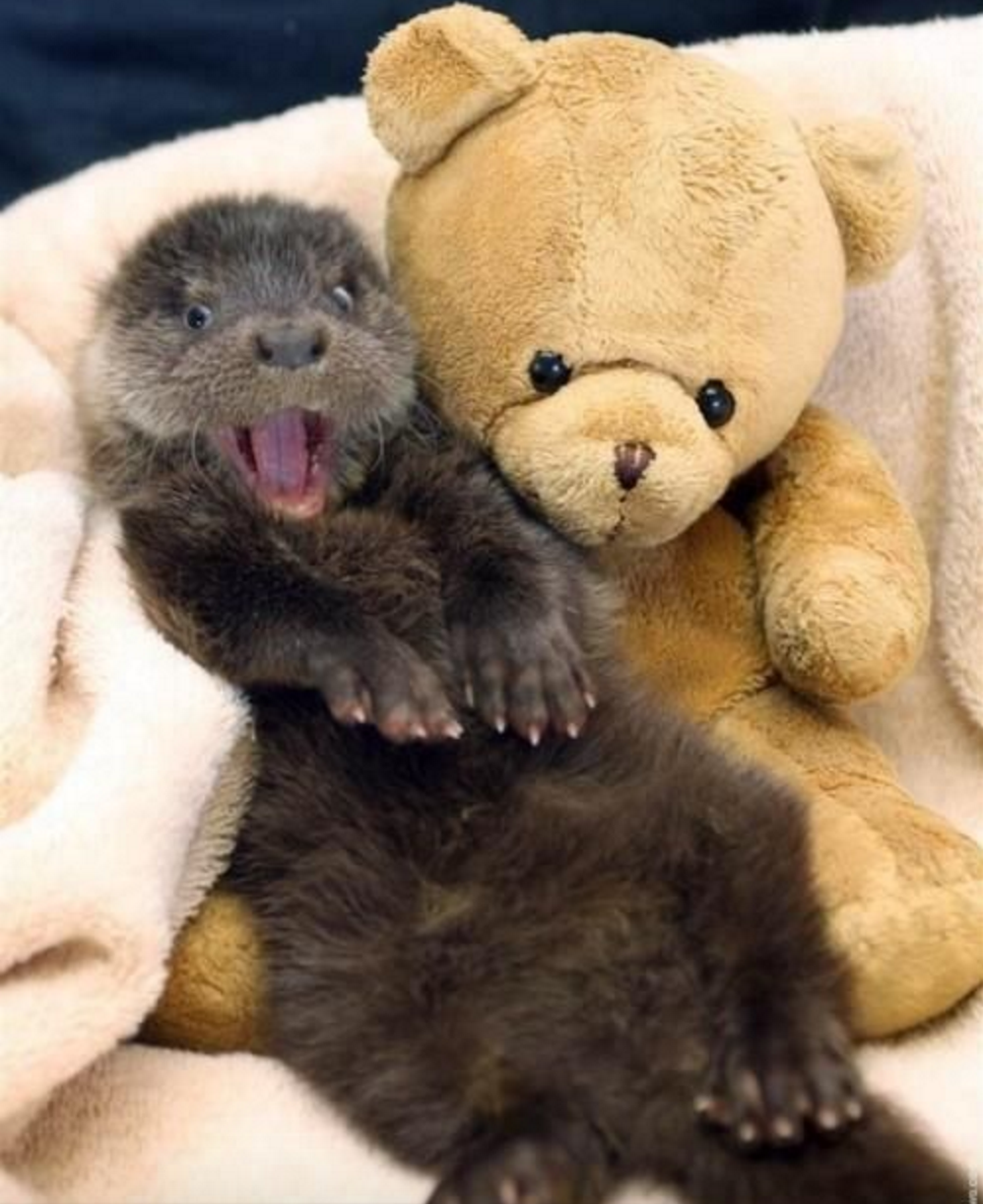 16 Very Shocked Animals! - I Can Has Cheezburger?