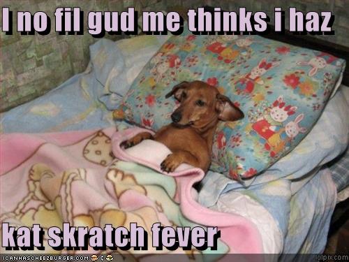 I Has A Hotdog - sick - Funny Dog Pictures | Dog Memes | Puppy Pictures ...