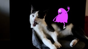 Why Do Kittehs Sometimes Act Strange? Invisible Friends! - I Can Has ...