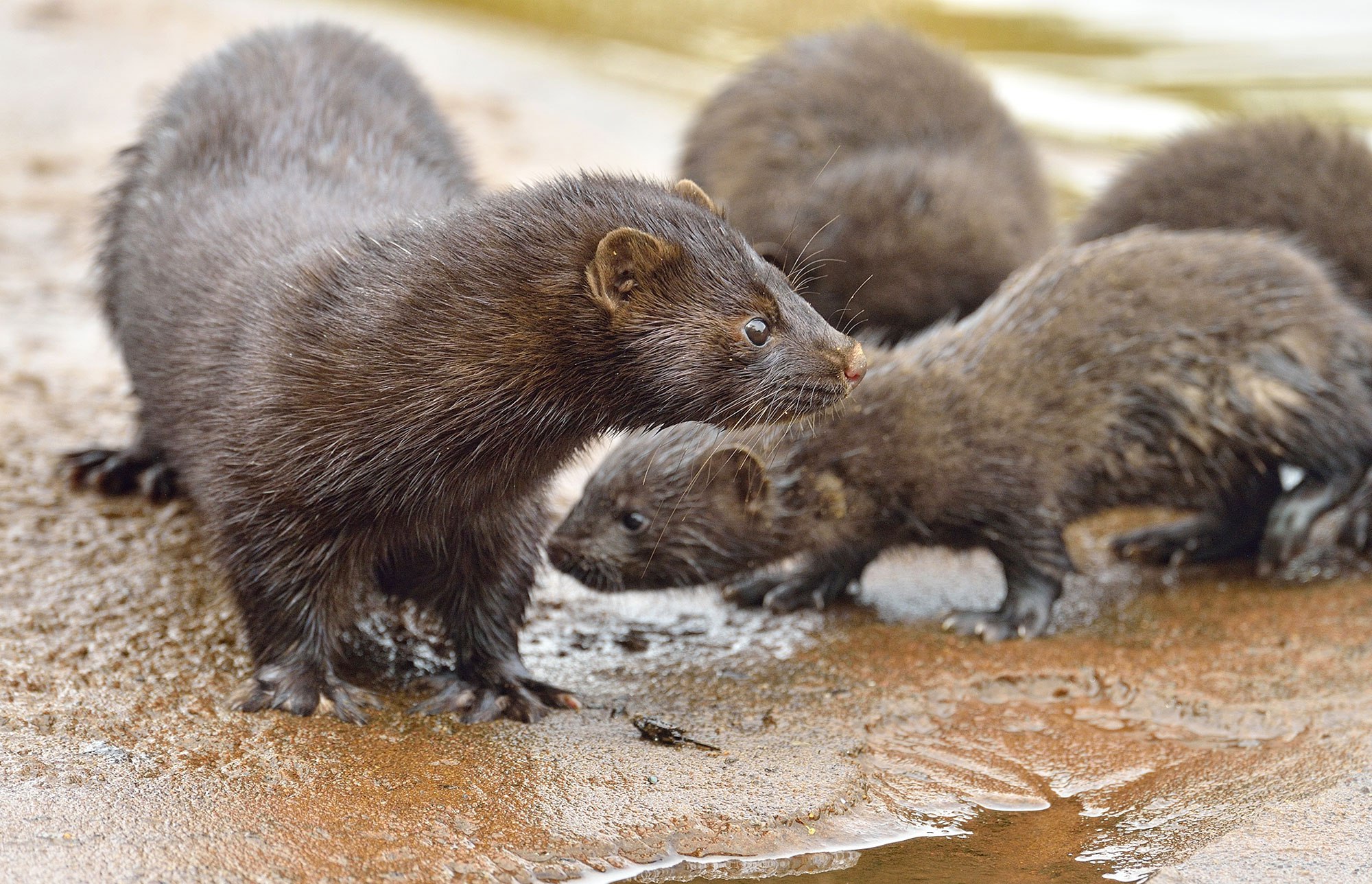 40,000 Minks Are Sprung From A Fur Farm Jail In Minnesota! - I Can Has ...