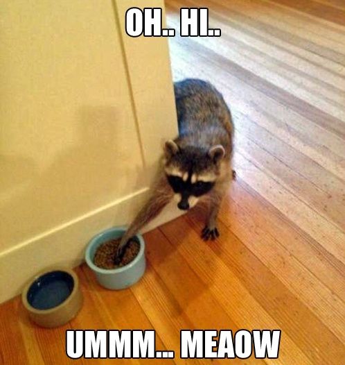 Scandalous Raccoons Will Always Make You Laugh! (15 Memes) - I Can Has ...