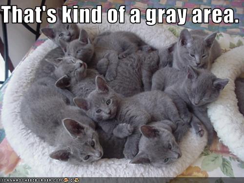 That's kind of a gray area. - Cheezburger - Funny Memes | Funny Pictures