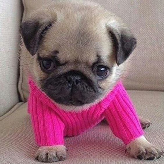 These Animals Are Loving Their Sweaters...Maybe - I Can Has Cheezburger?