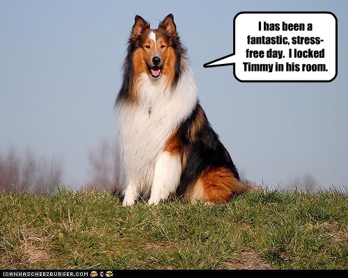 I Has A Hotdog - sheltie - Page 4 - Funny Dog Pictures | Dog Memes ...