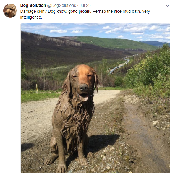 19 Not So Effective Dog Solutions To Your Everyday Life Problems - I ...