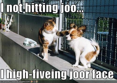 I Can Has Cheezburger?