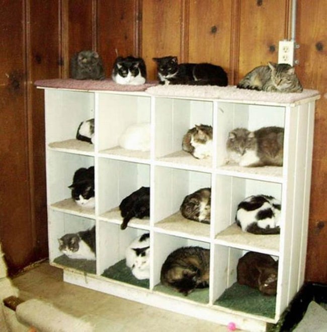 Best Ways To Arrange Group of Cats (17 Suggestions) - I Can Has ...