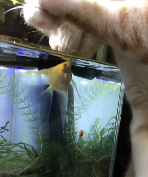 This Beautiful Love Story Between a Cat And a Fish Will Melt Your Heart ...