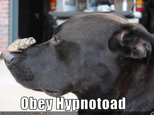 Obey Hypnotoad - I Has A Hotdog - Dog Pictures - Funny pictures of dogs ...