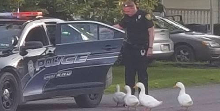 Troublemaker Ducks Went For An Adventure Into Town And End Up In Police ...