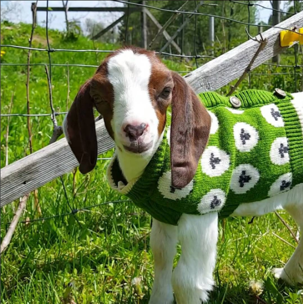 Goats Are The Hottest New Pet To Show Off On Instagram - I Can Has ...