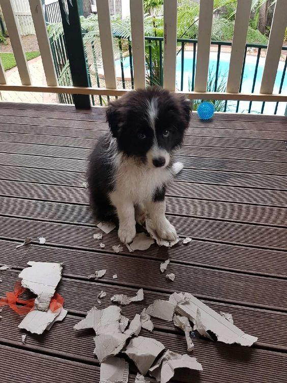 These Dogs Sure Look Guilty... - I Can Has Cheezburger?