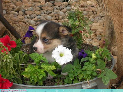 Daily Squee - Cute Animals - Cute Baby Animals - Cute Animal Pictures ...