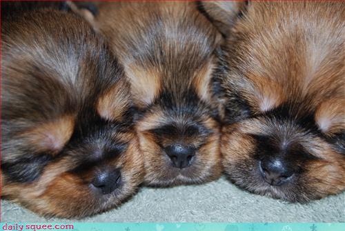 Puppy nap - Daily Squee - Cute Animals - Cute Baby Animals - Cute ...
