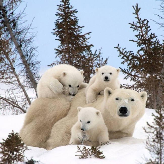 Beautiful Animal Family Portraits You Will Want To Put Over Your ...