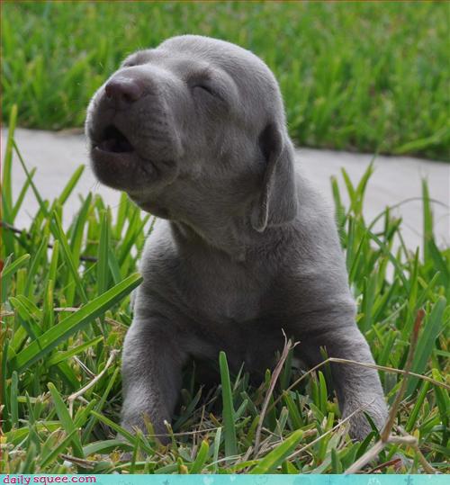 Daily Squee - Cute Animals - Cute Baby Animals - Cute Animal Pictures ...