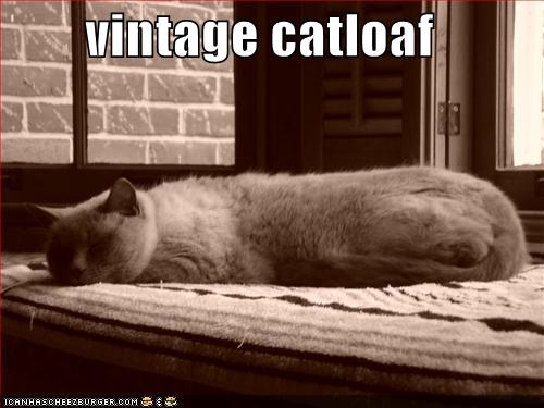 Vintage catloaf - Lolcats - lol | cat memes | funny cats | funny cat ...