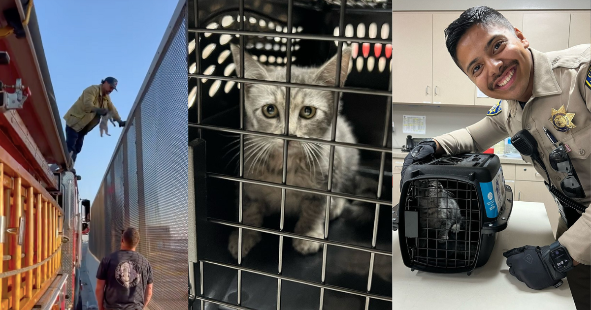 Heroic Servicemen Save a Stranded Cat From a Freeway Embankment, Then ...