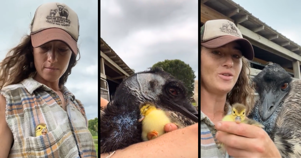 Heartwarming Farmer Finds a Baby Duck Without Its Mother, Emmanuel Her ...
