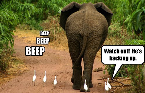 9 Great LOLs to Celebrate World Elephant Day! - Animal Comedy - Animal ...