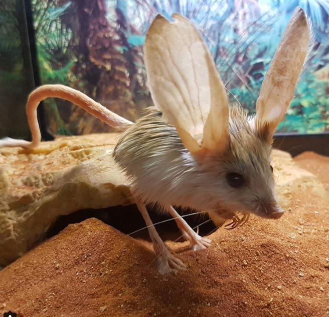 Meet The Long-Eared Jerboa―The Weirdest Yet Cutest Mix Of Rabbit, Mouse ...