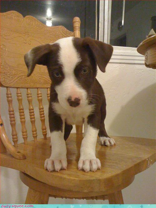 Daily Squee - Cute Animals - Cute Baby Animals - Cute Animal Pictures ...